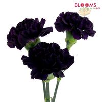 Dark Purple “Moonvista” Carnations Wholesale – BloomsByTheBox.com
