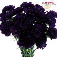 Dark Purple “Moonvista” Carnations Wholesale – BloomsByTheBox.com
