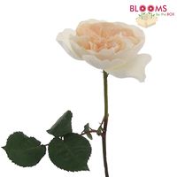 Purity Cream David Austin Garden Roses – Wholesale