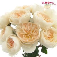 Purity Cream David Austin Garden Roses – Wholesale