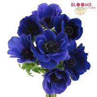Blue Anemone Flowers – Wholesale – BloomsByTheBox.com