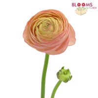 Wholesale Peach Ranunculus
