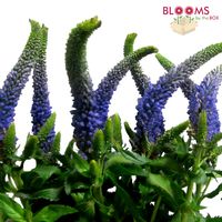 Wholesale Blue Filler Flowers Bulk Pack - Blooms by the Box