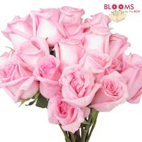 Rose Jessica Pink 40 Cm - Wholesale - Blooms By The Box