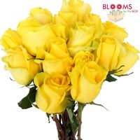Rose Stardust Yellow Rose 50cm – Wholesale – Blooms By The Box