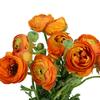 Order Ranunculus Online - Blooms By The Box
