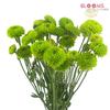 Green Flowers - DIY Wedding Flowers - BloomsByTheBox