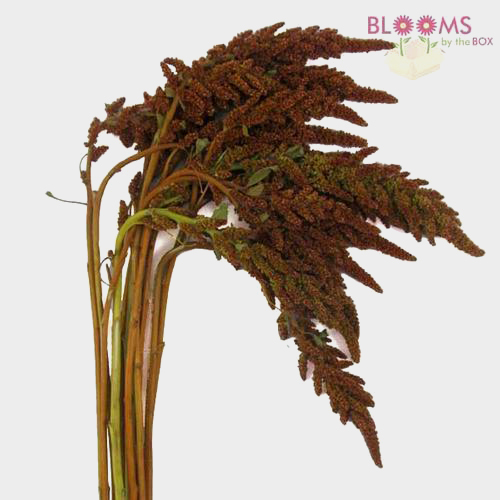 Amaranthus Hanging Bronze - Wholesale - Blooms By The Box