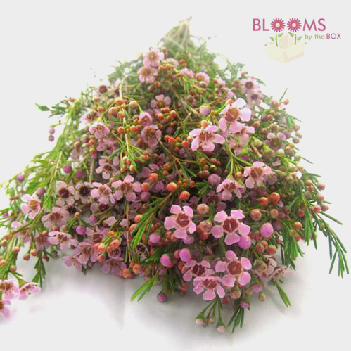 Wholesale Filler Flowers – BloomsByTheBox.com