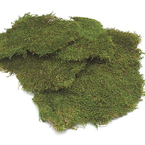 Sheet Moss Greenery - Wholesale - Blooms By The Box