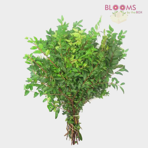 Wholesale Huck Green - Green Huck, African Boxwood - Blooms by the Box