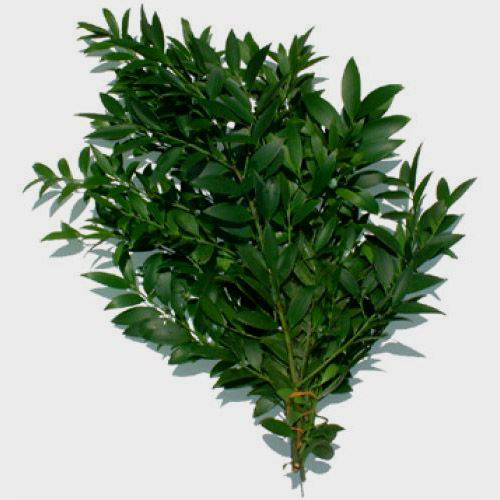 Nageia Nagi Greenery - Wholesale - Blooms By The Box