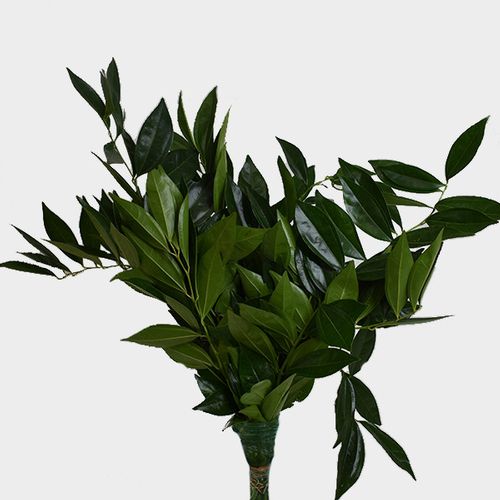 Cocculus Greenery For Wedding Floral Trends For Weddings In 2024
