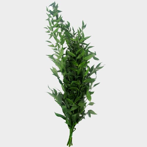 Italian Ruscus Green - Wholesale - Blooms By The Box