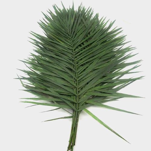 Tepee Greens - Wholesale - Blooms By The Box