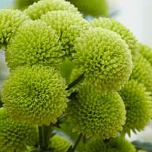 Wholesale Pompon Button (Green) - Spray Chrysanthemums, Button Pomp ...
