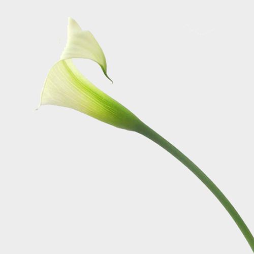 White Mini Calla Lily - Wholesale - Blooms By The Box