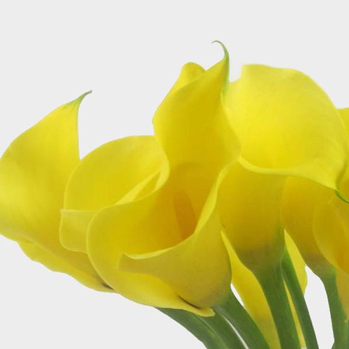 Calla Lily Mini Yellow - Wholesale - Blooms By The Box