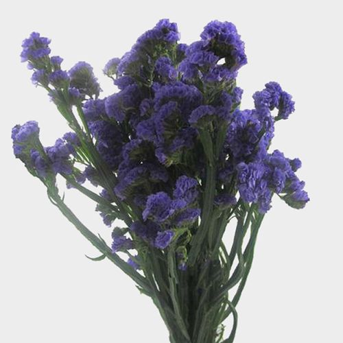 Statice Purple Flowers - Wholesale - Blooms By The Box