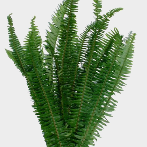 Sword Fern Greenery - Wholesale - Blooms By The Box