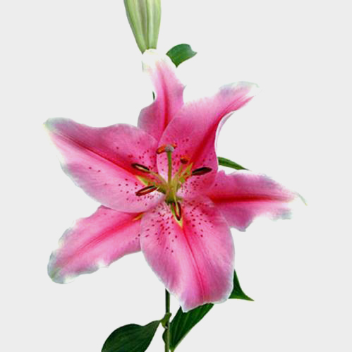 Lily Sorbonne Rose Pink - Wholesale - Blooms By The Box