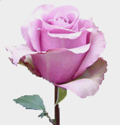 Wholesale Rose Blue Curiosa (Lavender) 50cm Stem - Blooms by the Box