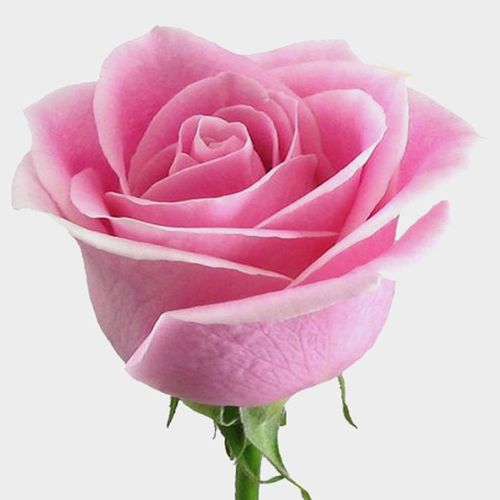 Rose Rosita Vendela Medium Pink 60cm - Wholesale - Blooms By The Box