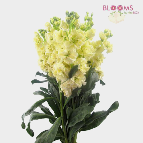 Cream Flowers: Roses, Garden Roses, Lisianthus, Daisies