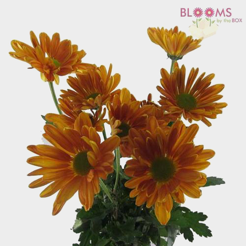 Bronze Chrysanthemum Pom Pom