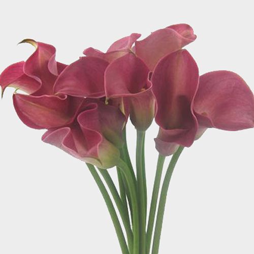 Calla Lily Mini Pink Flower - Wholesale - Blooms By The Box