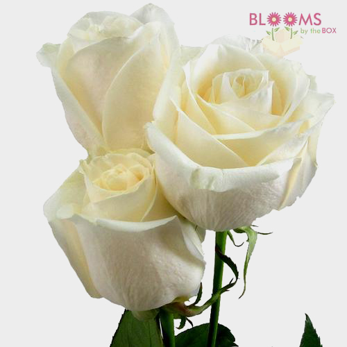 Vendela Cream Rose – Wholesale – Blooms By The Box