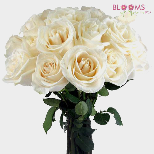 Vendela Cream Rose – Wholesale – Blooms By The Box