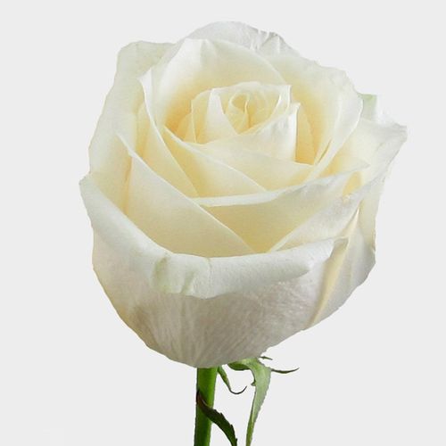 Rose Vendela Cream 50cm - Wholesale - Blooms By The Box