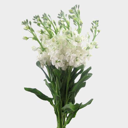 White Stock Flower Bouquet