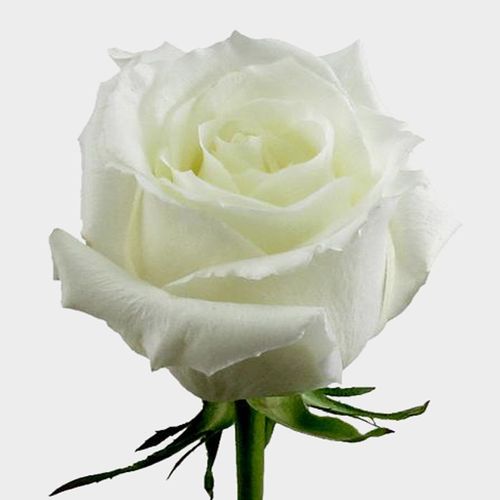 Rose Eskimo White 50cm - Wholesale - Blooms By The Box