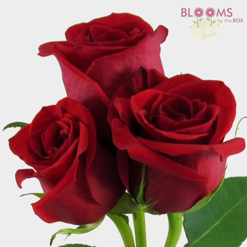 Red Freedom Rose – Wholesale Red Roses