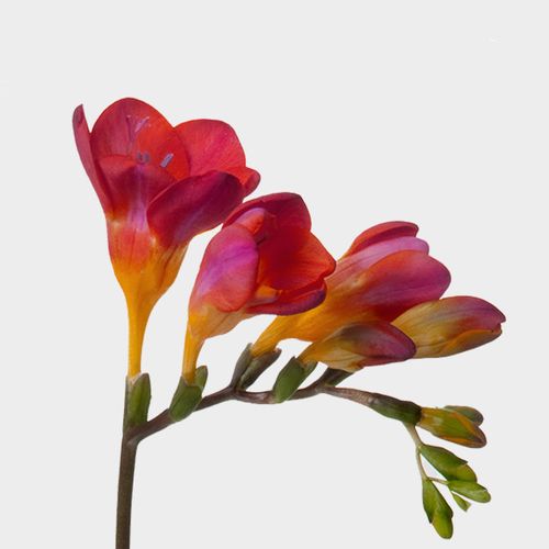 Red Freesia Flowers - Wholesale - Blooms By The Box
