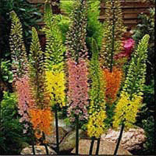 Wholesale Eremurus Orange - Foxtail Lilies, King's Spears, Desert ...