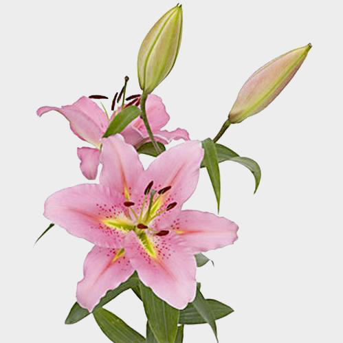 Bright Pink Lilies