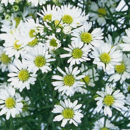 Wholesale Monte Casino Aster (White) - Spray Aster, Heath Aster ...