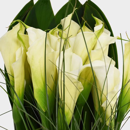 Traditional Calla Lily DIY Wedding Pack - Wholesale - Blooms By The Box