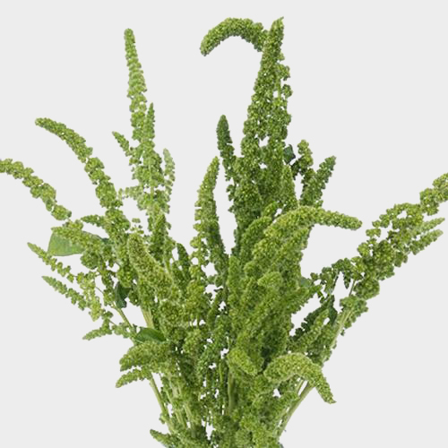 Wholesale Amaranthus Upright Green - Blooms by the Box