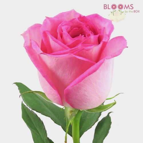 Wholesale Pink Rose 50 cm. - Blooms by the Box