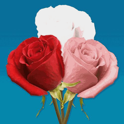 V-DAY Spray Roses (Love Pack) 50 Cm. - Wholesale - Blooms By The Box