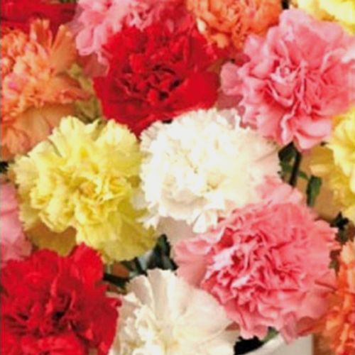 Fancy Carnations Assorted Colors - Wholesale - Blooms By The Box