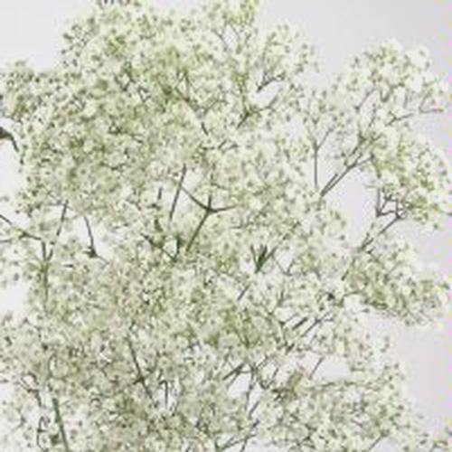 Baby's Breath Flowers Bulk – BloomsByTheBox.com