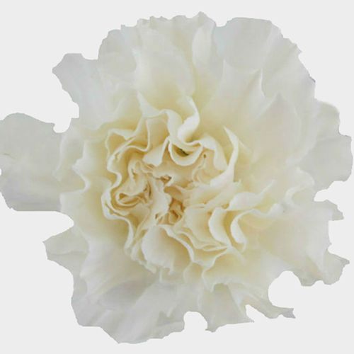 White Fancy Carnation Flowers - Wholesale - Blooms By The Box