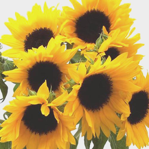 Sunflower (Yellow/ Dark Center) - Wholesale - Blooms By The Box