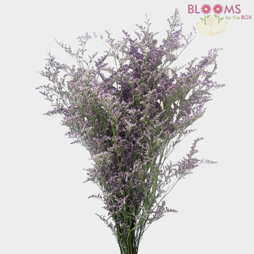 Wholesale Limonium Misty Blue - Statice, Sea Lavender - Blooms by the Box