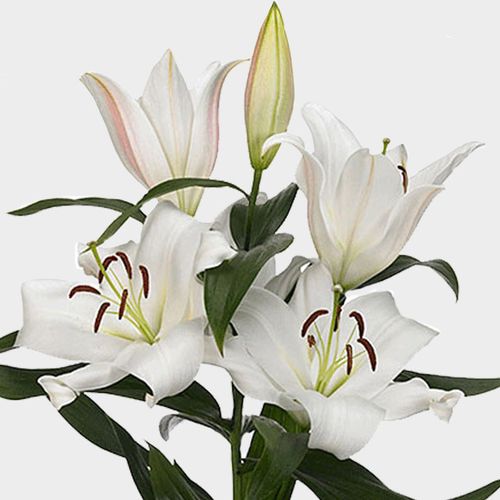 Lily Navona White 3-5 Bloom Flower - Wholesale - Blooms By The Box